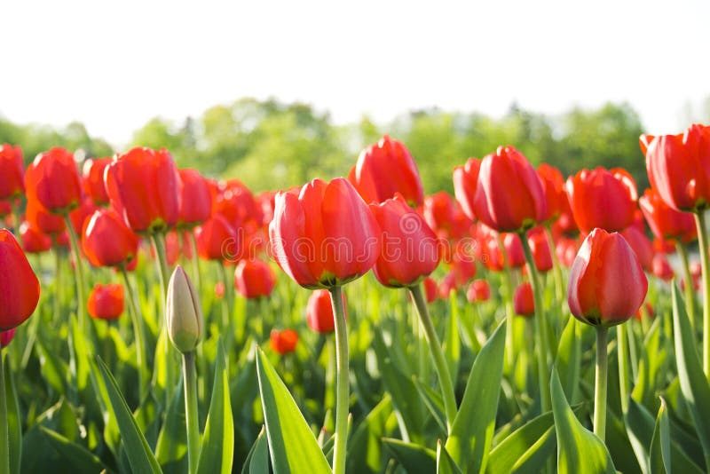 Rows of Red Tulips stock image. Image of liliaceae, rows - 5294391