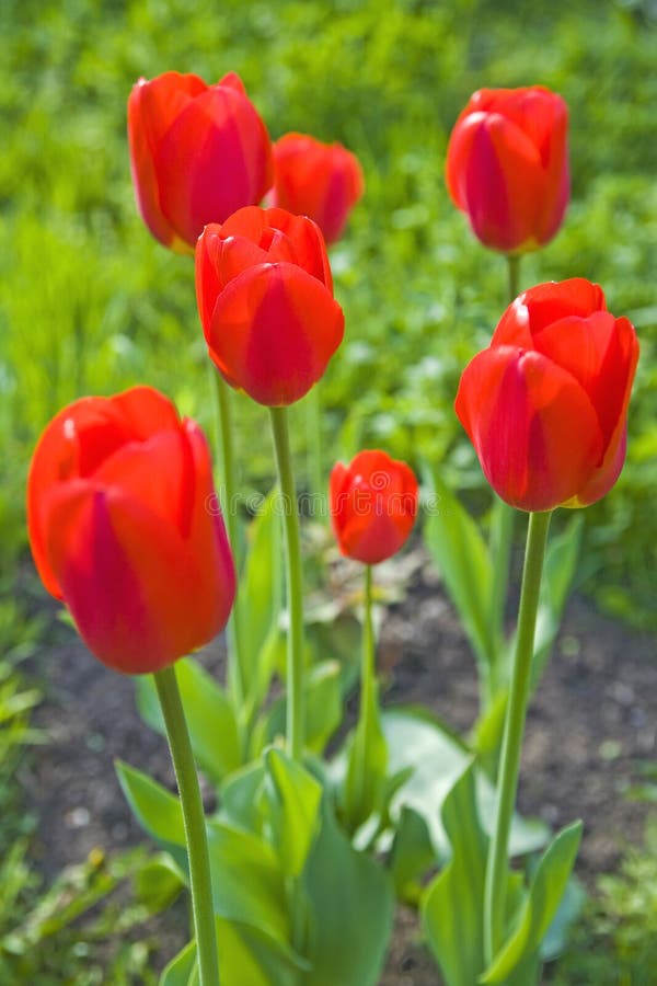 Red tulips stock image. Image of bunch, detail, sunlight - 5096863