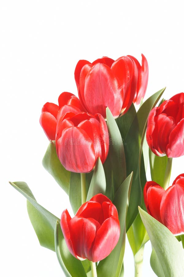 5 Red Tulips stock image. Image of fresh, bloom, bright - 525641