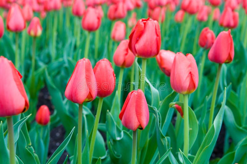 Red Tulips Picture. Image: 5508188