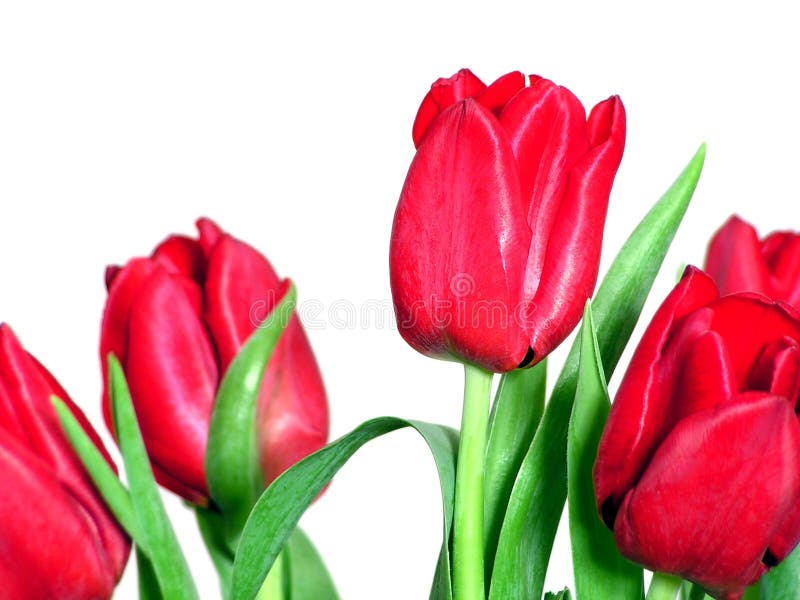 Red tulips stock image. Image of beautiful, flowers, white - 647245