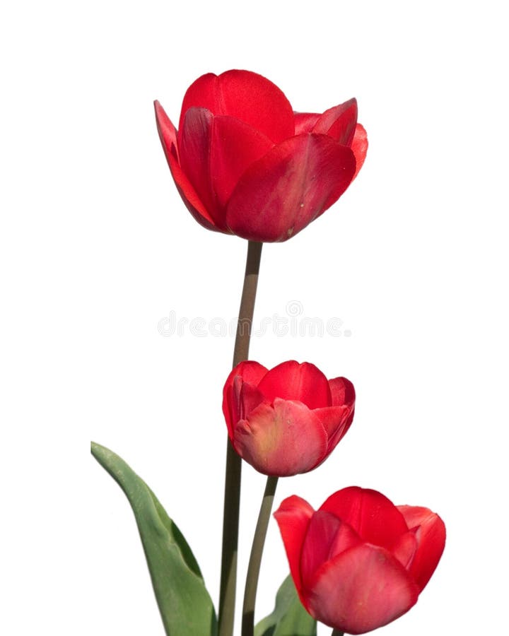 Red tulips stock photo. Image of biology, botany, background - 721818