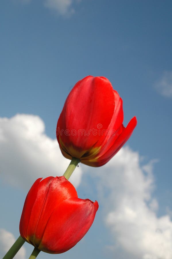 Red tulips stock photo. Image of fresh, outdoor, flover - 740010