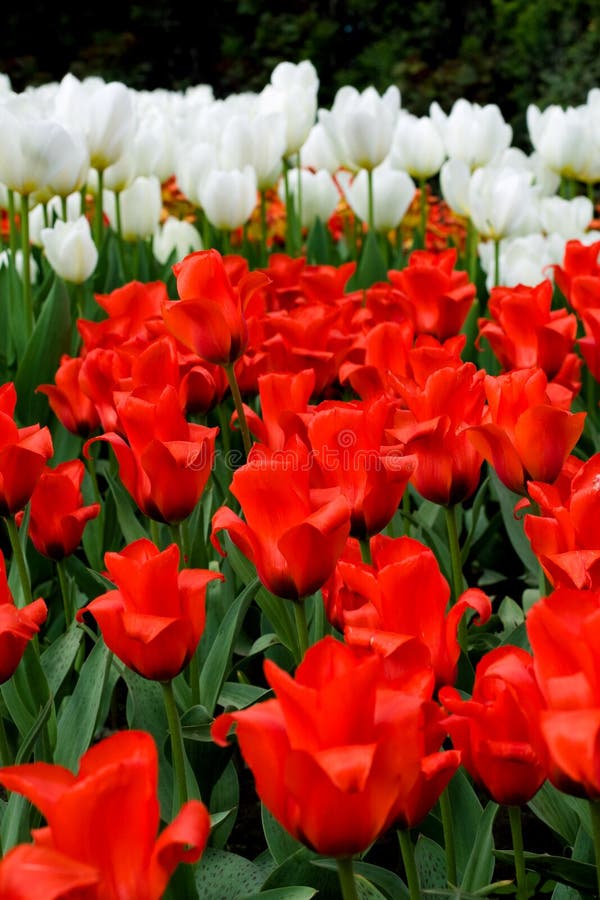 Red tulips stock photo. Image of closeup, tulips, detail - 8133616