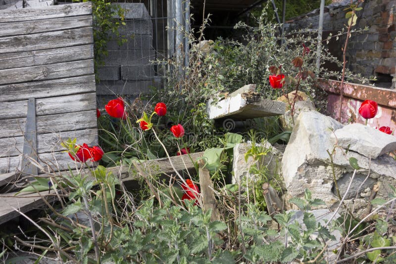 Red Tulips Amongst Building Rubble Stock Image - Image of flowers ...