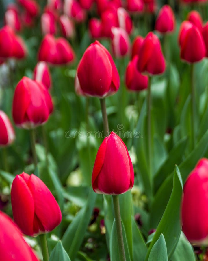Red Tulips Background. Tulips in Spring. Stock Image - Image of garden ...