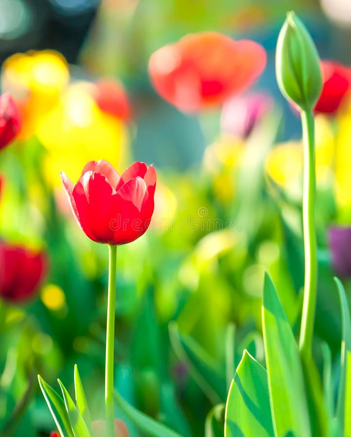 Red Tulips Backlit by Late Afternoon Sun Stock Image - Image of closeup ...