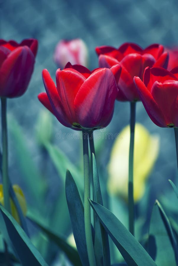 Red tulips stock image. Image of close, foreground, green - 36609323