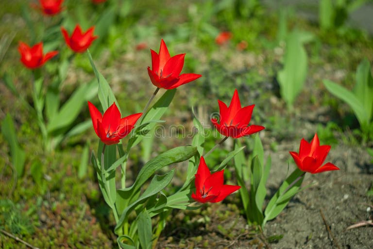 Red tulips stock photo. Image of park, green, helios - 45134080
