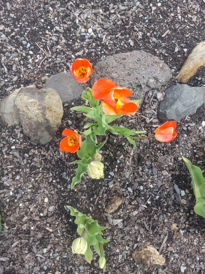 Red Tulips in a Bed with Rock Borders Stock Image - Image of borders ...