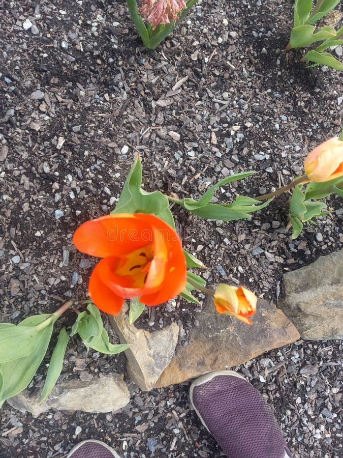 Red Tulips in a Bed with Rock Borders Stock Photo - Image of borders ...