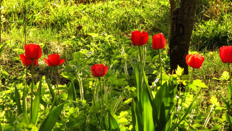 Red Tulips in Bloom in an Abandoned Garden Stock Photo - Image of leaf ...