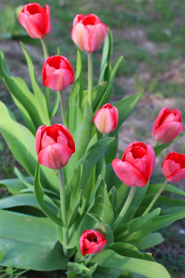 Tulips Bloom in the Garden on a Sunny Spring Day. Stock Image - Image ...