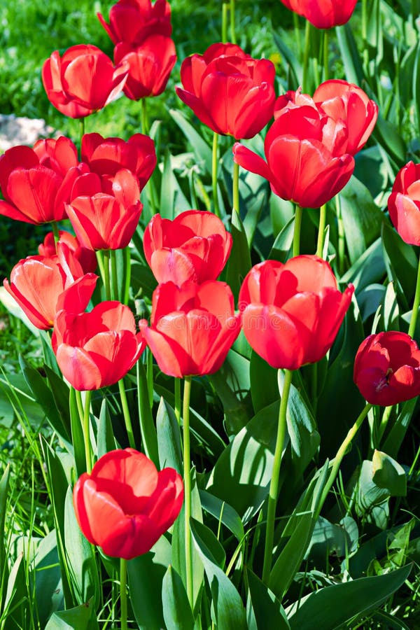 Tulips Bloom in the Garden on a Sunny Spring Day. Stock Image - Image ...