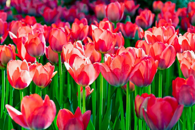 Tulips Bloom in the Garden on a Sunny Spring Day. Stock Photo - Image ...