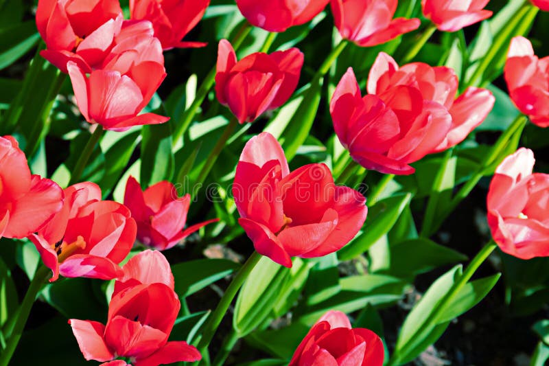 Tulips Bloom in the Garden on a Sunny Spring Day. Stock Photo - Image ...