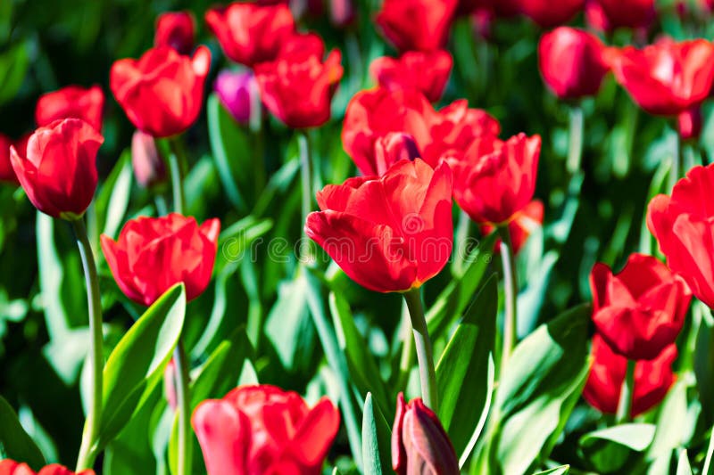 Tulips Bloom in the Garden on a Sunny Spring Day. Stock Photo - Image ...