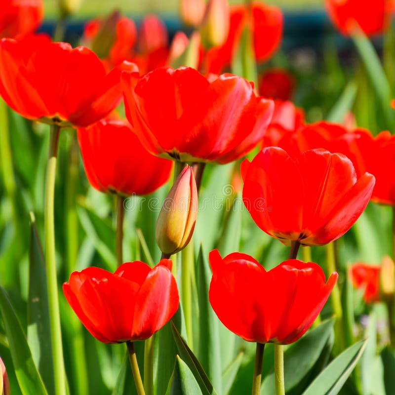 Red Tulips Bloom in the Flowerbed. Flowering of Stock Image - Image of ...