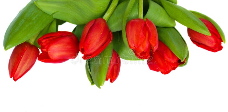 A tulip on black. stock photo. Image of droplets, green - 12685320