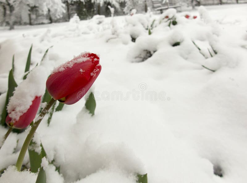 Red Tulips Covered with Spring Snow Stock Photo - Image of nature ...