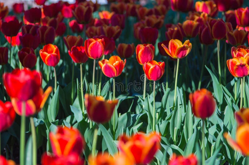 Red tulips, darwin hybrid stock image. Image of floral - 115530245