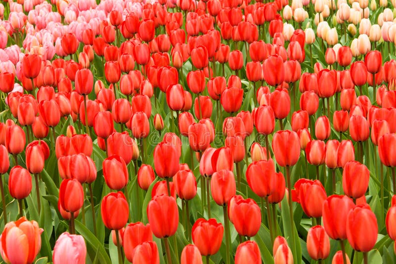 Red Tulips Field stock photo. Image of close, flower - 24680704