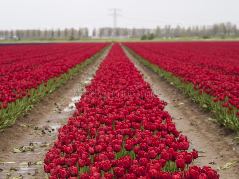 Red tulips field stock photo. Image of soil, tulip, tulips - 28252442