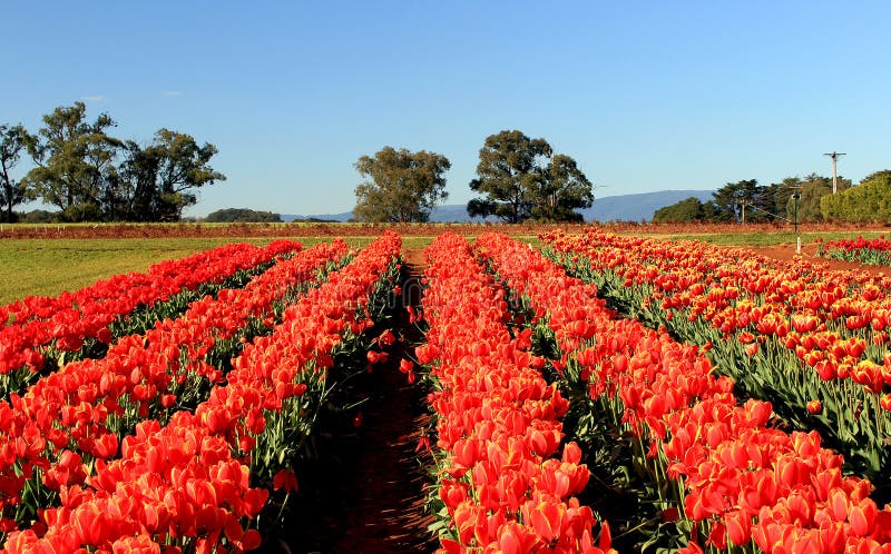 Red tulips field stock image. Image of garden, panoramic - 47573065