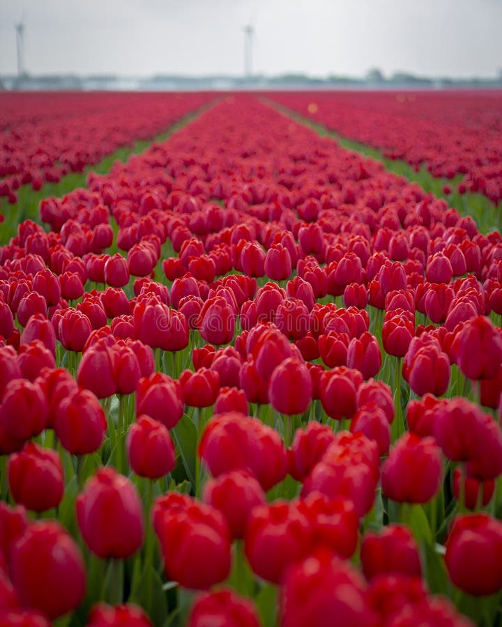 Rode Tulp Stock Photos - Free & Royalty-Free Stock Photos from Dreamstime