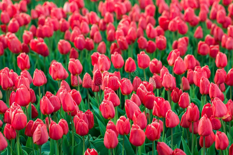 Red Tulips stock image. Image of bright, rouge, farm - 53571281