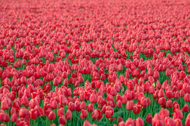 Red Tulips stock image. Image of rows, farm, flora, yellow - 53571763