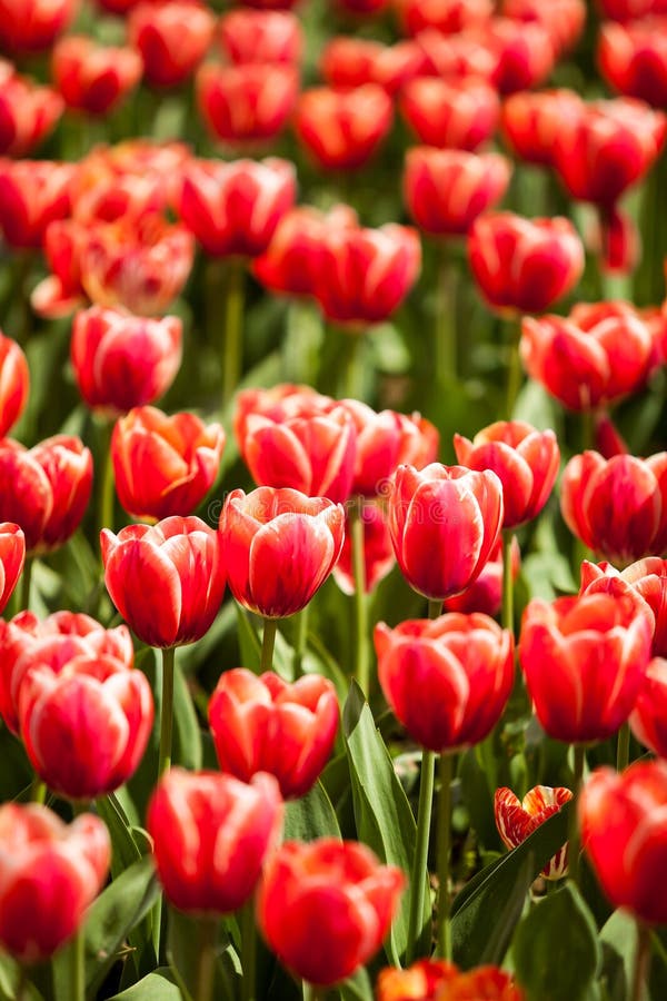 Red tulips in the field stock image. Image of botany - 90224915