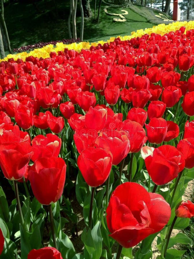 Red Tulips in the Flower Garden Stock Image - Image of wildflower ...