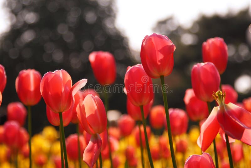 Red tulips flowering stock photo. Image of outdoor, beauty - 5490752