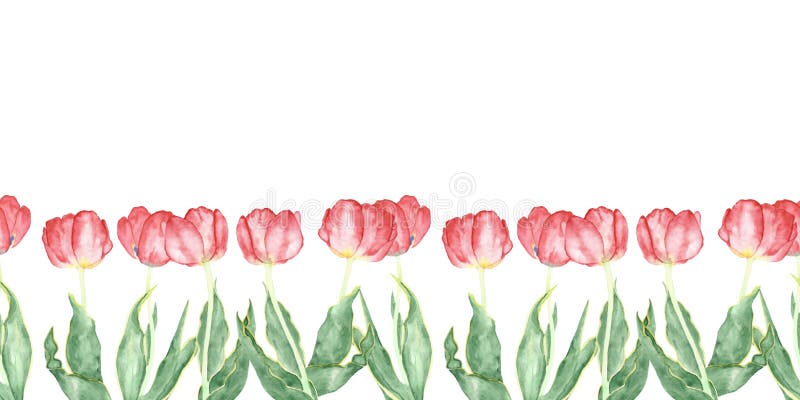 Red Tulips Flowers Watercolor Border Pattern Stock Illustration ...