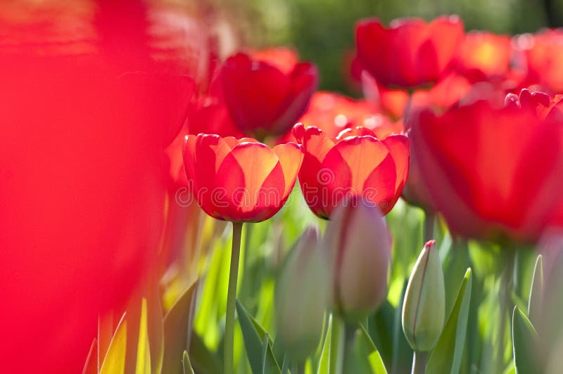 Red Tulips in Garden stock image. Image of outdoors, objects - 12441287