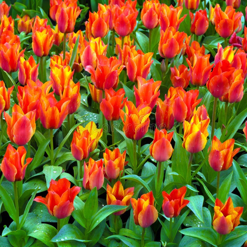 Red Tulips in a Garden. Colourful Spring Background of Tulips Stock ...