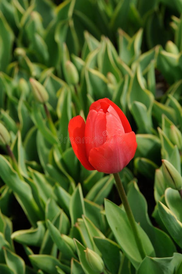 Red Tulips in the Garden. Spring Flowers Stock Image - Image of leaf ...