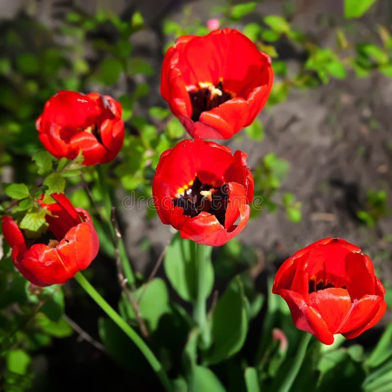 Red Tulips. Group of Red Tulips Top View Stock Photo - Image of natural ...