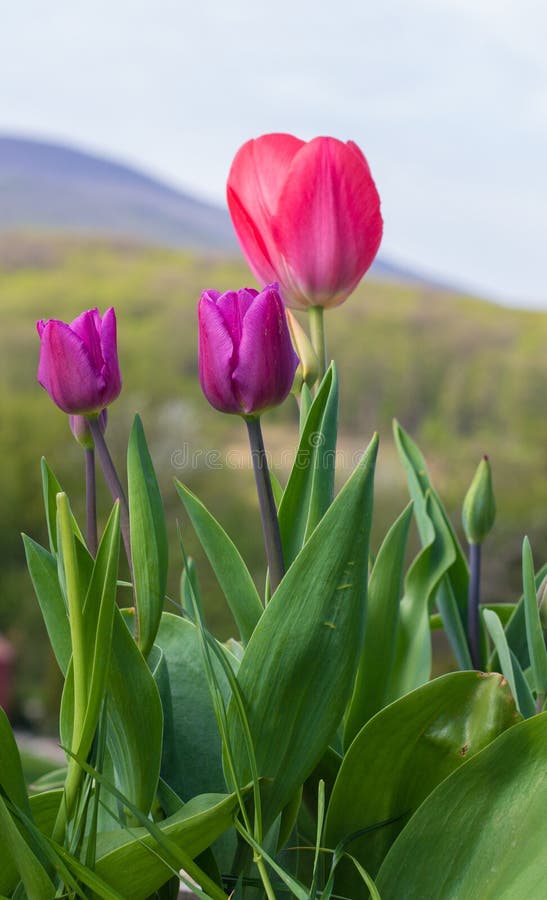 Tulips growing outside stock photo. Image of shade, orange - 50963630