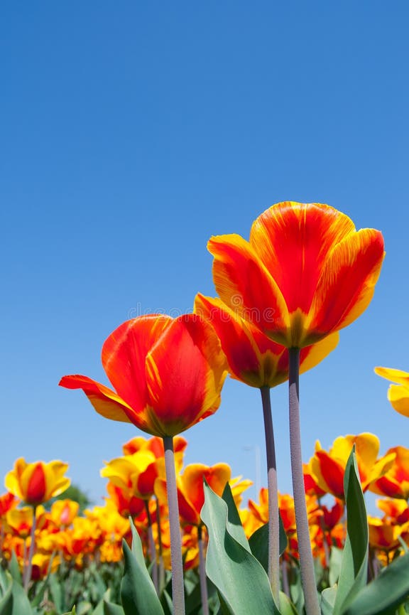 Red Tulips in Holland stock image. Image of agriculture - 22822651