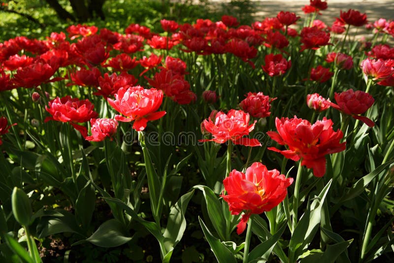 Red Tulips in the Moscow Botanical Garden Stock Photo - Image of garden ...