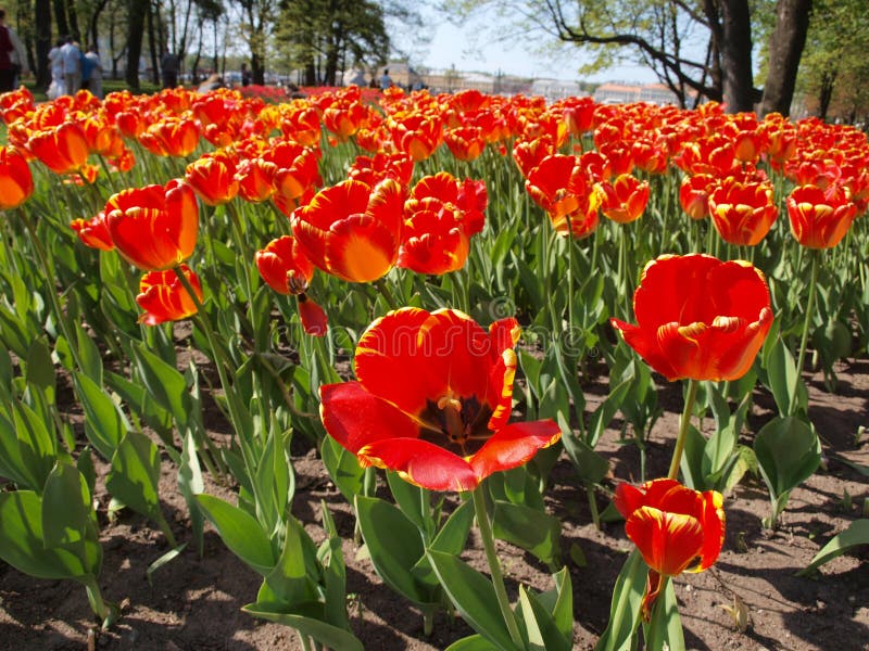 Red tulips one stock image. Image of large, summer, plant - 182454717
