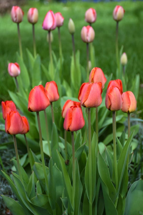 Red Tulips Portrait stock image. Image of mothers, layout - 94489037