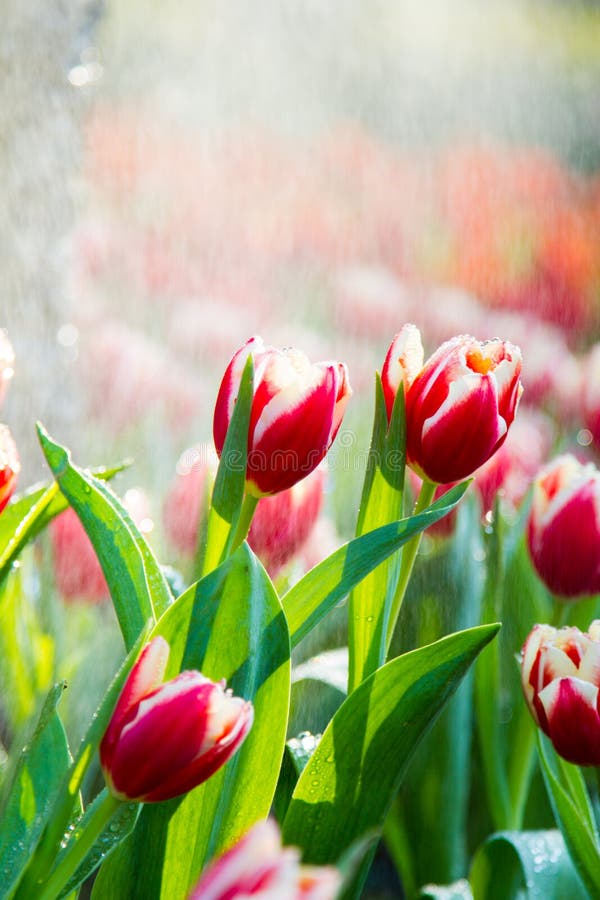 Red tulips in the rain stock photo. Image of grow, postcard - 36187486