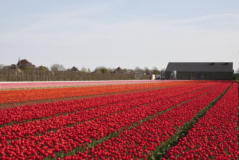 Red tulips in a row. stock photo. Image of saturated - 54633074