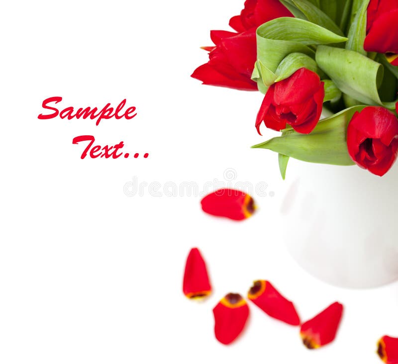 Red tulips and sample text stock image. Image of isolated - 23266943