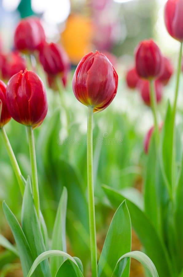 Red tulips in the show. stock image. Image of show, light - 123911125