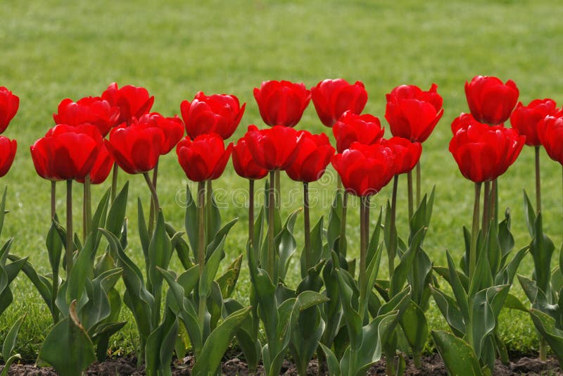 Red Tulips in spring stock image. Image of bloom, tulpen - 12258347