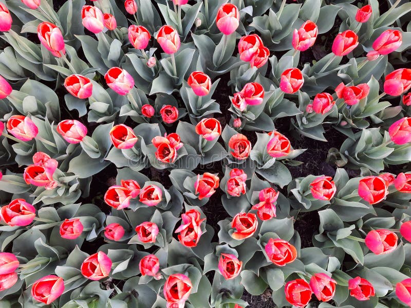 Red Tulips. Spring Background without Correction or Filters Stock Photo ...